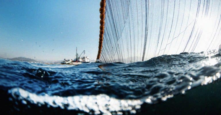Overfishing, Conservation, Sustainability, & Farmed Fish